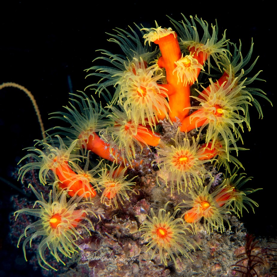 A bunch of flowers under the sea – My Artworks